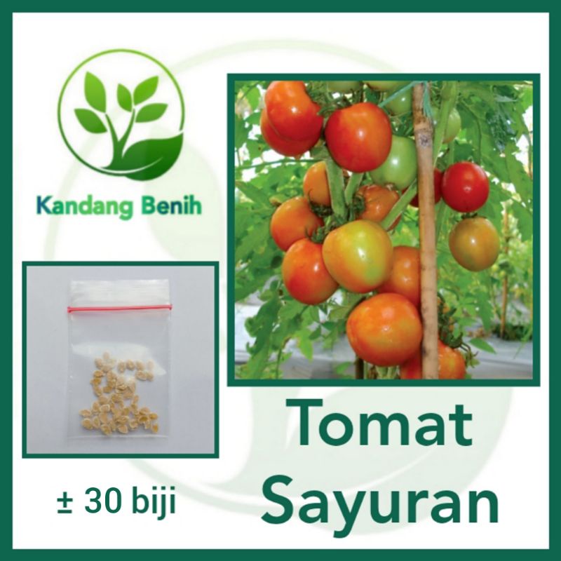 Jual 30 Biji - Benih Tomat Sayur Merah Karuna Dataran Rendah Unggul ...