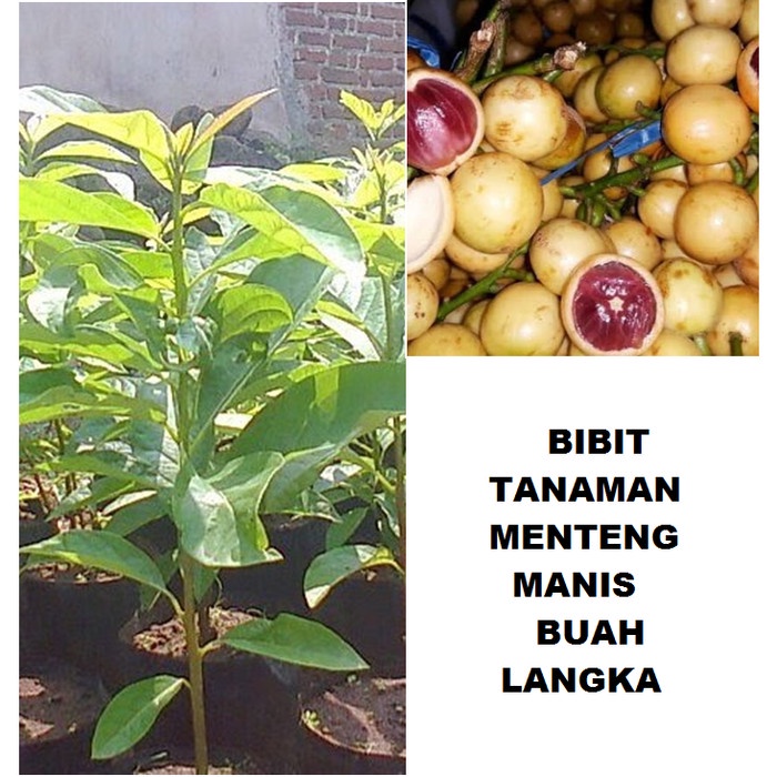 Jual Bibit Tanaman Pohon Buah Menteng Kepundung Bibit Menteng Buah Langka FF11 | Shopee Indonesia