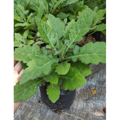 Jual Bibit Daun Dewa Pohon Gynura Divaricata Unggul | Shopee Indonesia