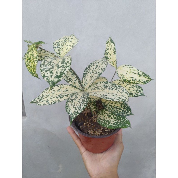 Jual Bambu China Putih atau Bambu Hoki Draceana Varigata | Shopee Indonesia