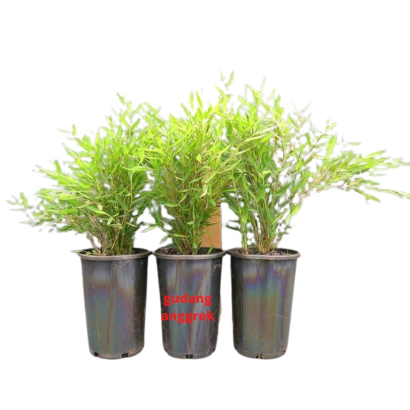 Jual bambu micro bambu kuning mini sudah hidup | Shopee Indonesia