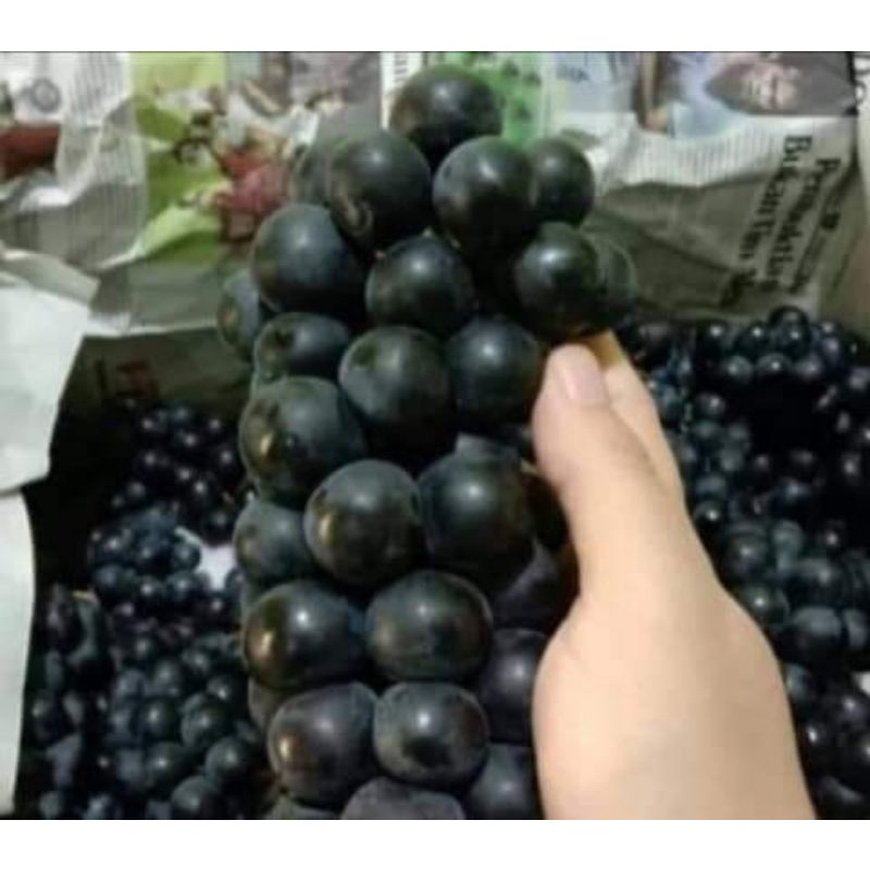 Jual Anggur | Shopee Indonesia