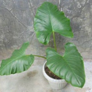 Jual Tanaman hias sente daun Lebar (50-80cm) | Shopee Indonesia