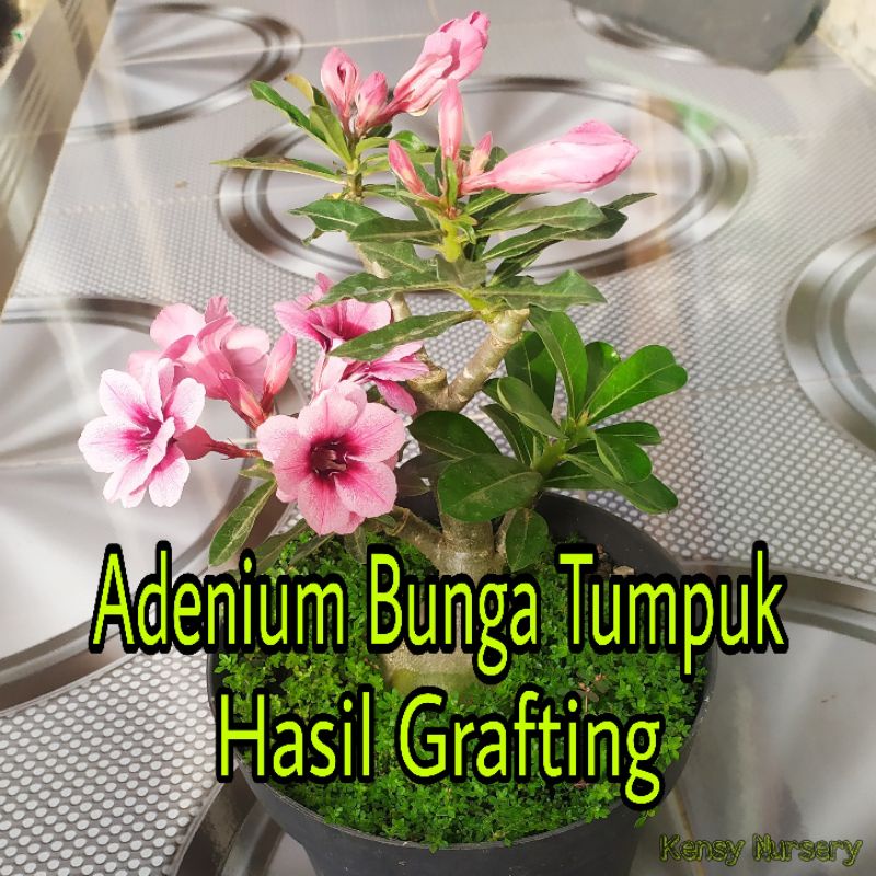 Jual ADENIUM BUNGA TUMPUK | HASIL GRAFFTING | KAMBOJA TUMPUK | MAWAR ...