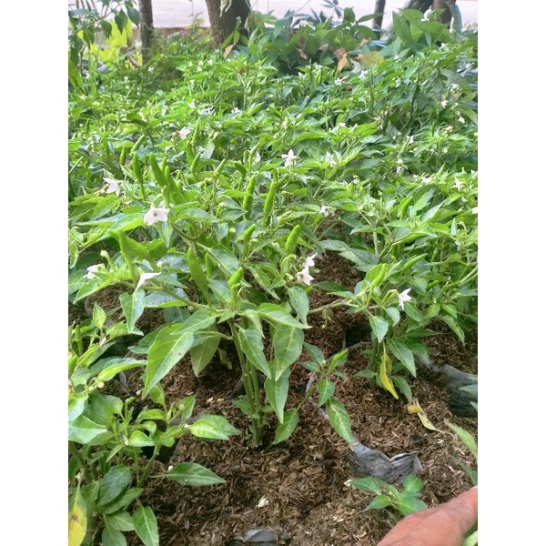 Jual pohon cabe, pohon cabai hijau, sudah berbuah, sehat dan segar ...