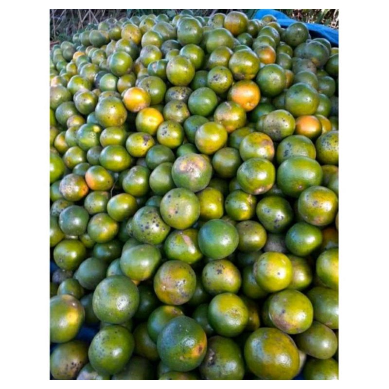 Jual Jeruk Semboro 1 Kg Asli Manis / Buah Jeruk Manis | Shopee Indonesia