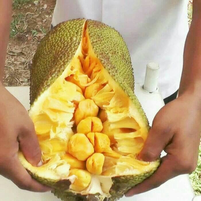 Jual BIBIT CEMPEDAK KING POHON JUMBO TANAMAN BUAH CEMPEDAK HARUM ...