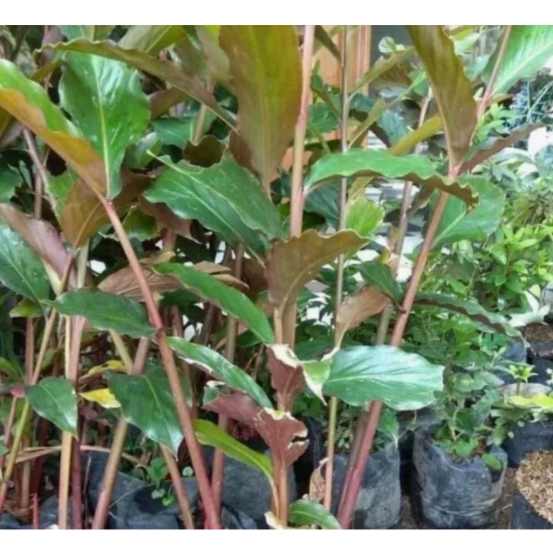 Jual Bibit pohon kecombrang honje merah | Shopee Indonesia