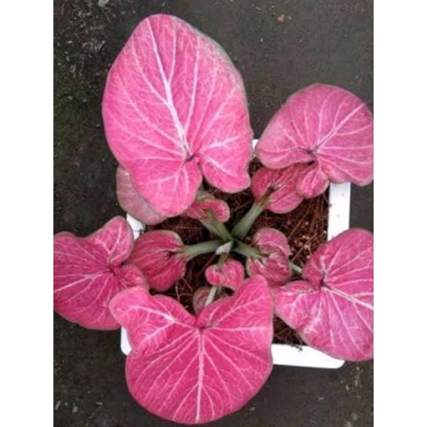 Jual Tanaman Pink Cobra Double Caladium/Tanaman Hias Hidup/Tersedia ...