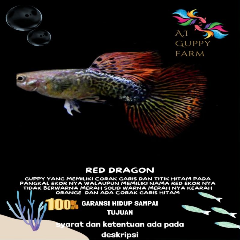 Jual ikan guppy gapi red dragon dewasa indukan dragon hm halfmoon | Shopee Indonesia