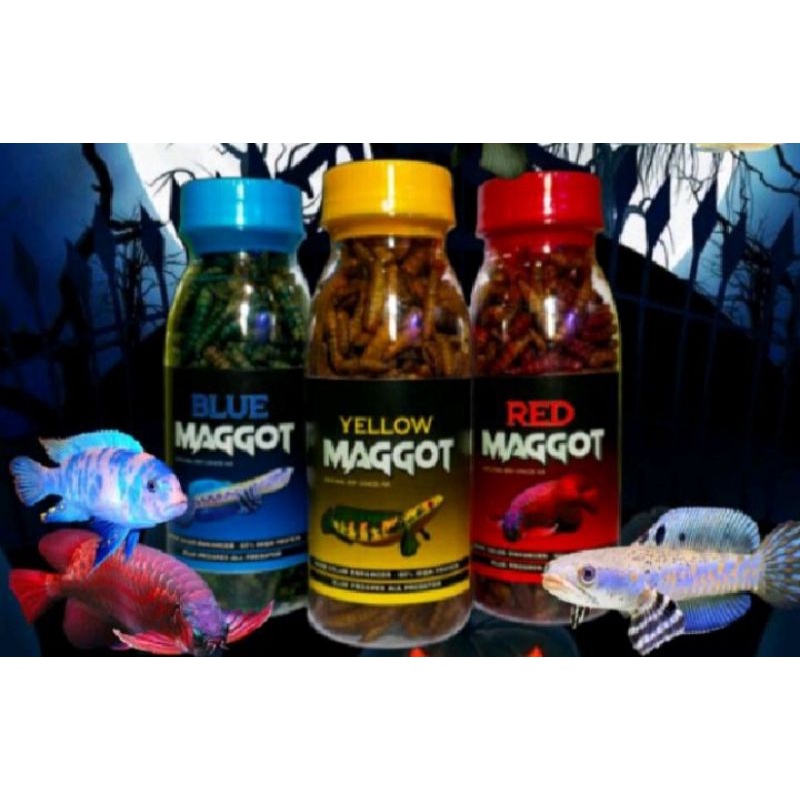 Jual MAGOT All VARiAN WARNA/PAKAN IKAN PREDATOR | Shopee Indonesia
