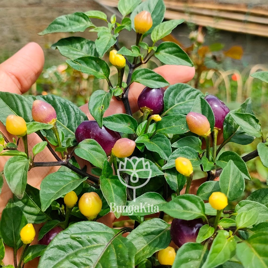 Jual CABE RAWIT HIAS UNGU BULAT | Shopee Indonesia
