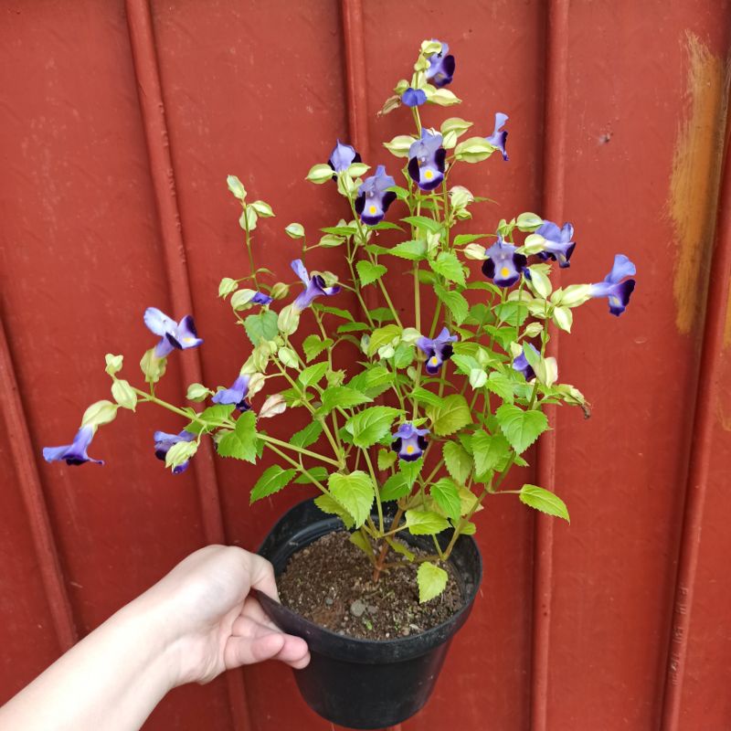 Jual Bunga Torenia Mata Kucing - Tanaman Hias Asli Tumbuhan Hidup ...