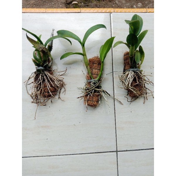 Jual media tanam bunga anggrek dendrobium/ bulan/ panda/ monyet ...
