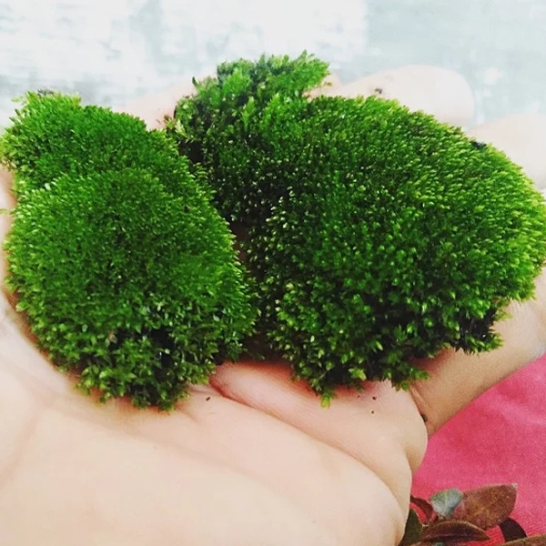 Jual Star Moss Darat Paludarium Terarium Aquascape | Shopee Indonesia