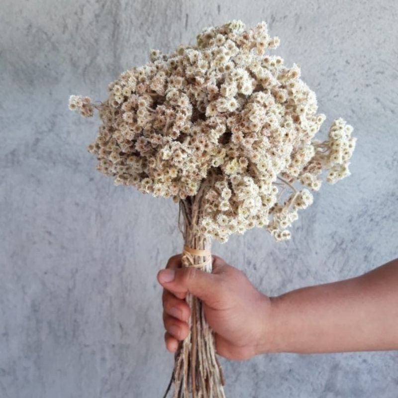 Jual Bunga Kering edelweis Budidaya Dried Flower Bunga dekorasi ...