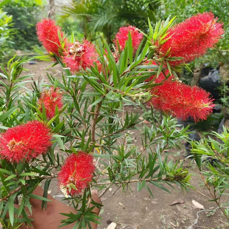 Jual Bibit Bunga Sikat Botol Mini atau Callistemon penghasil Nektar dan ...
