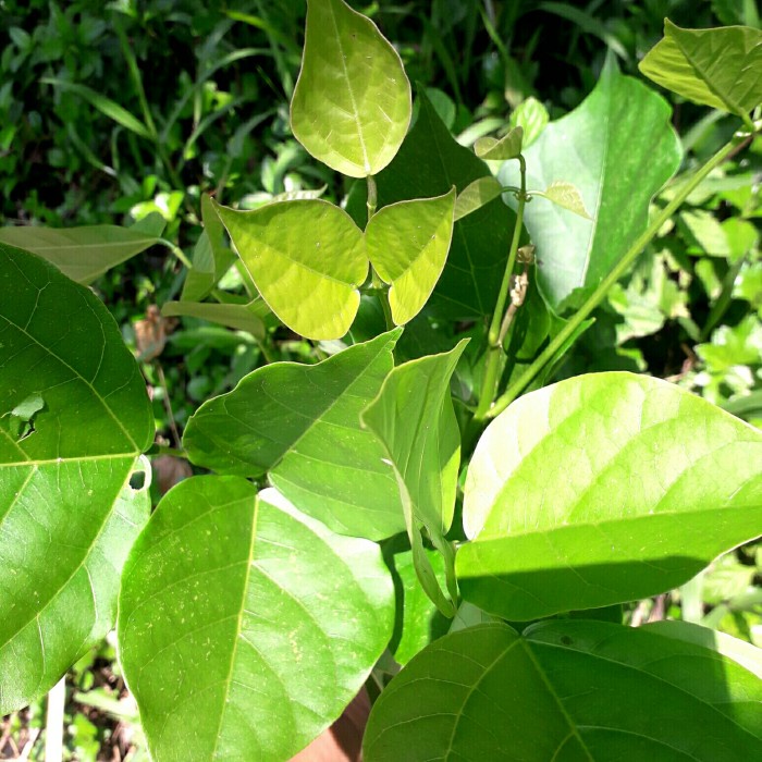 Jual daun dadap serep segar | Shopee Indonesia