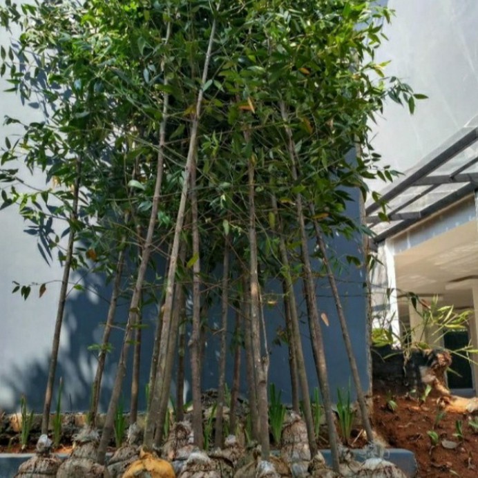 Jual pohon damar laut 2m pohon peneduh | Shopee Indonesia