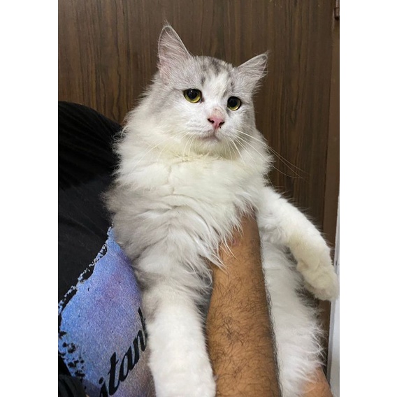 Jual kucing maine coon jantan ganteng besar | Shopee Indonesia