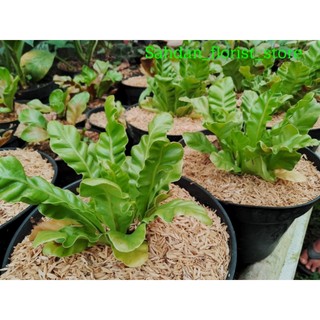 Jual Pohon gandarusa putih / tanaman hias herbal gandarusa / pohon ...