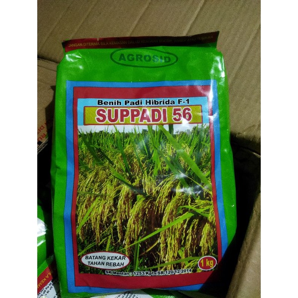 Jual padi benih SUPPADI 56 originall | Shopee Indonesia