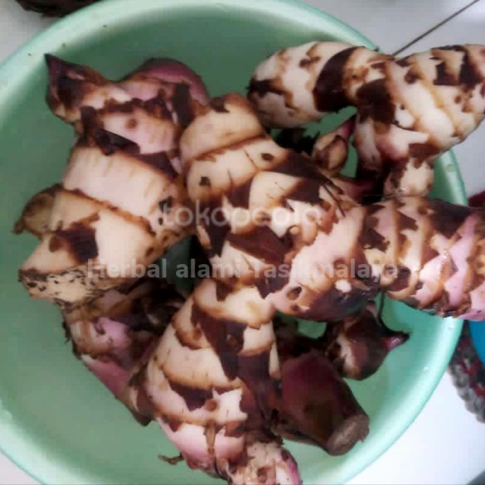 Jual new umbi ganyong 500gram | Shopee Indonesia