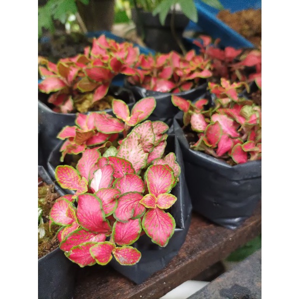 Jual Tanaman Fittonia Red Burst Terrarium | Shopee Indonesia