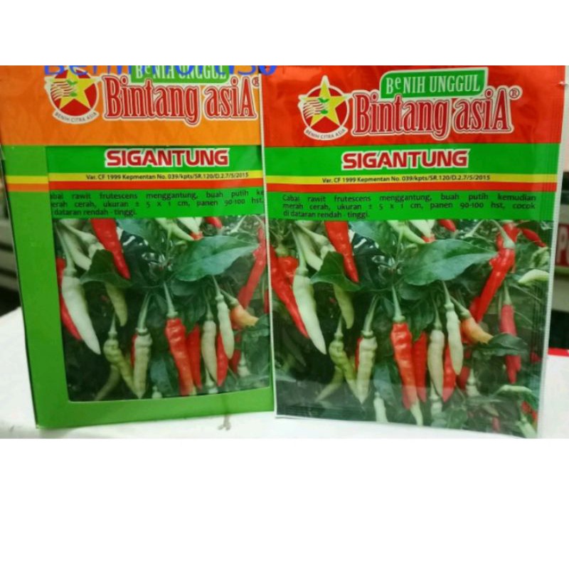 Jual BENIH CABE RAWIT PUTIH SIGANTUNG ISI 10 GRAM | Shopee Indonesia