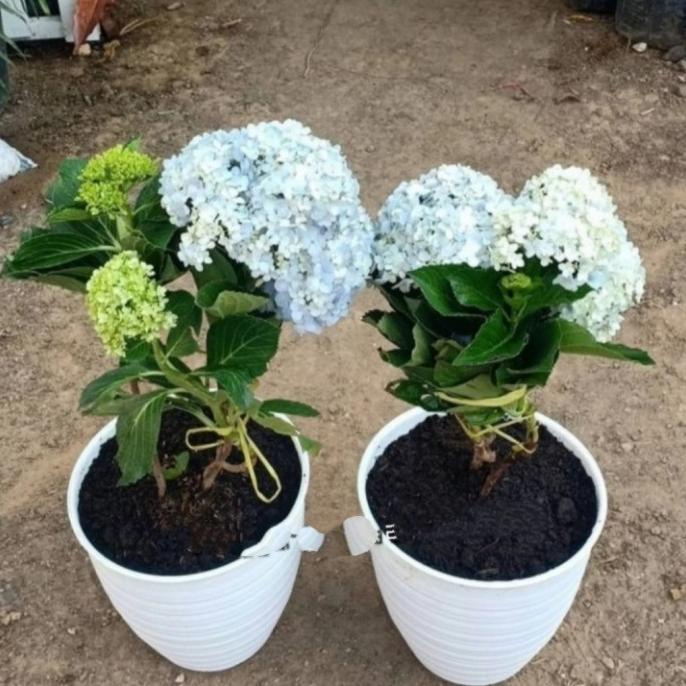 Jual TANAMAN HIAS BUNGA HORTENSIA / PANCA WARNA / BOKOR INC POT PUTIH ...