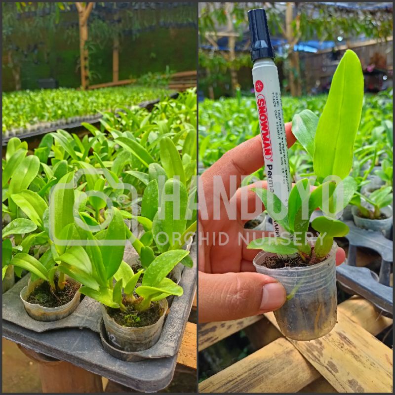 Jual DENDROBIUM SEEDLING MELINTIR HYBRIDA / SILANGAN | Shopee Indonesia