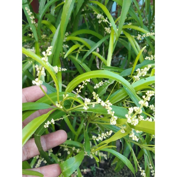 Jual tanaman pengusiran nyamuk dan tanaman vegetasi lebah bunga zodia ...