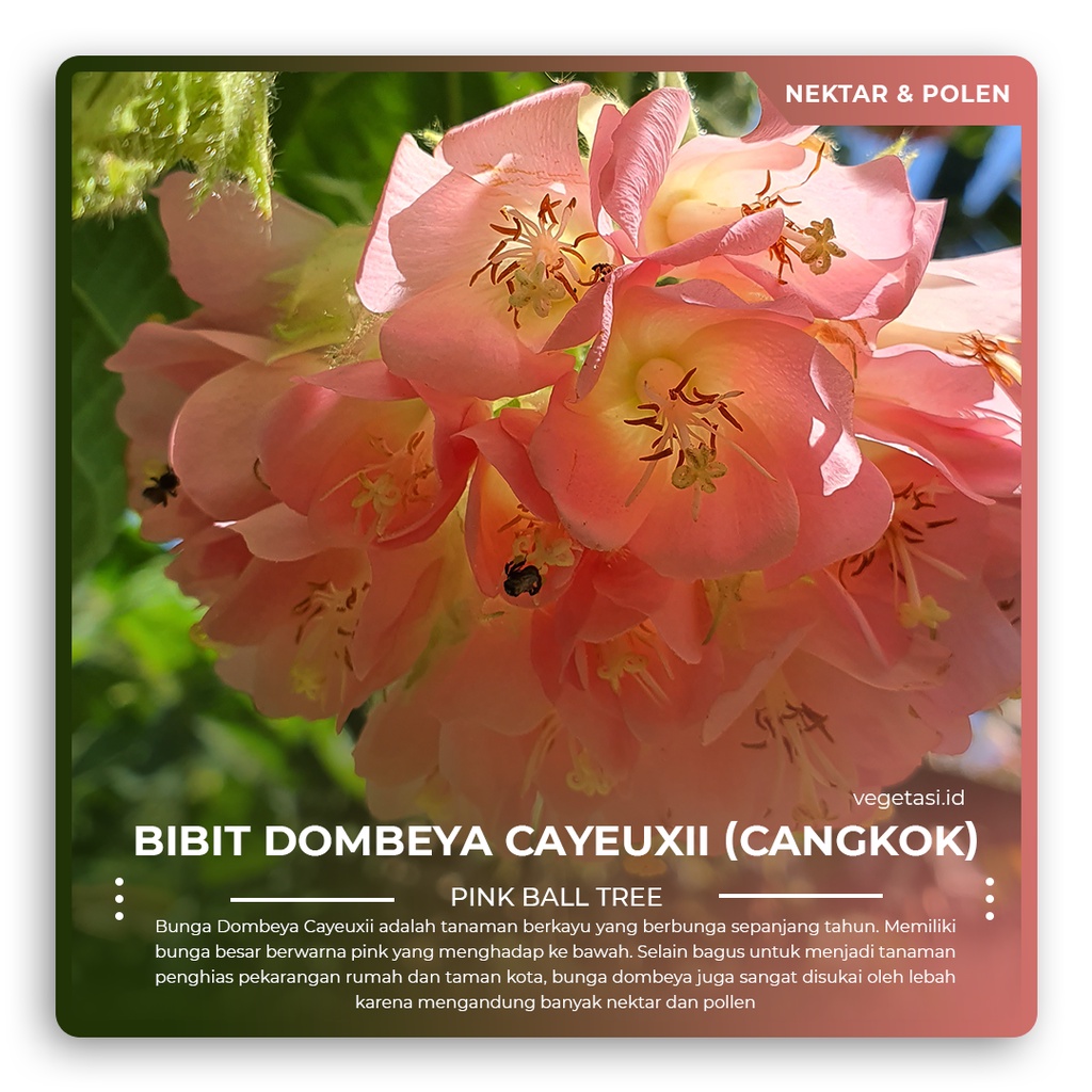 Jual Bunga Dombeya Cayeuxii Full Nektar Polen untuk Pakan Klanceng ...