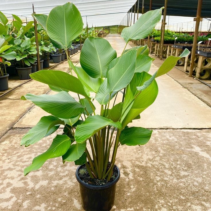 Jual CALATHEA LUTEA/CALATHEA LUTHEA/CALATHEA PISANG 40-100 CM | Shopee ...