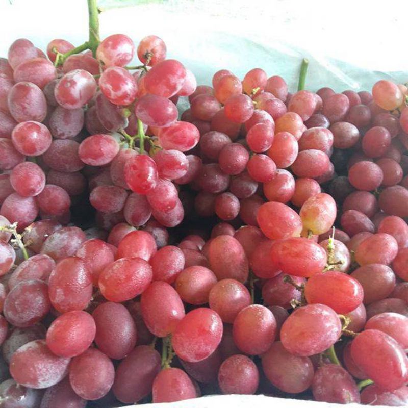 Jual Buah Anggur Crimson | Shopee Indonesia