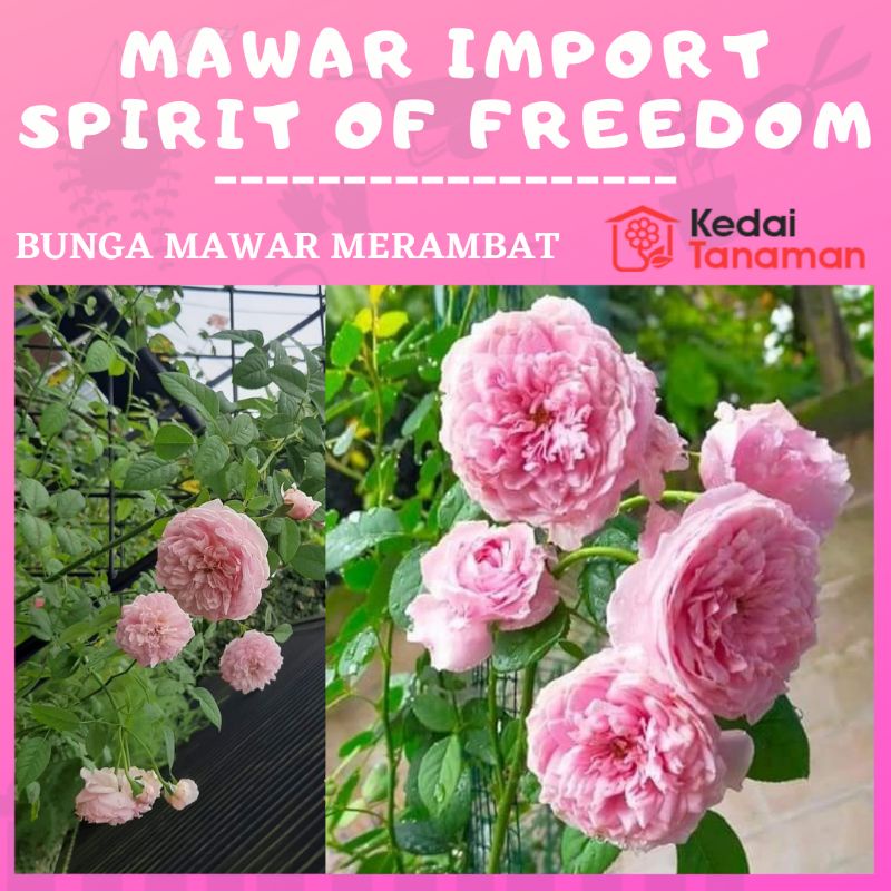 Jual Bunga MAWAR IMPORT SPIRIT OF FREEDOM - Tanaman Hidup Bunga Mawar ...