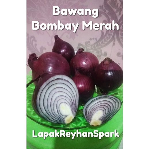 Jual BAWANG BOMBAY MERAH / BAWANG BOMBAY UNGU / PURPLE UNION PREMIUM ...