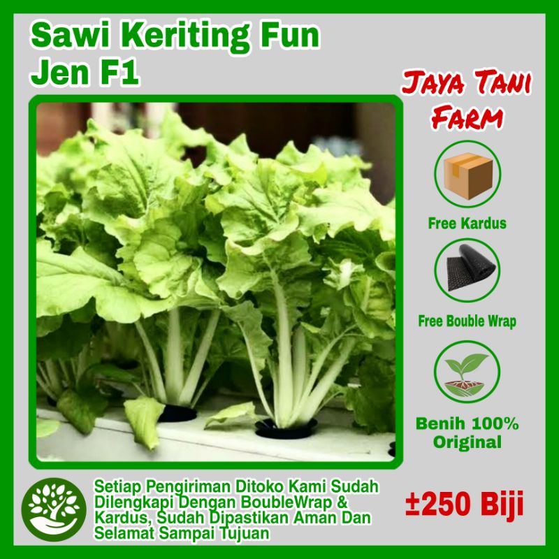 Jual 250 Biji Benih Sawi Keriting Fun Jen Known You Seed / Benih ...