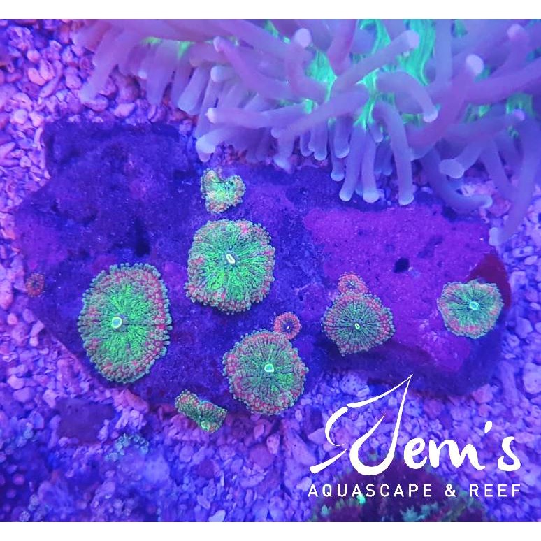 Jual Jamur Yuma Hijau Pink (Pink Green Yuma Mushroom Coral) | Shopee ...