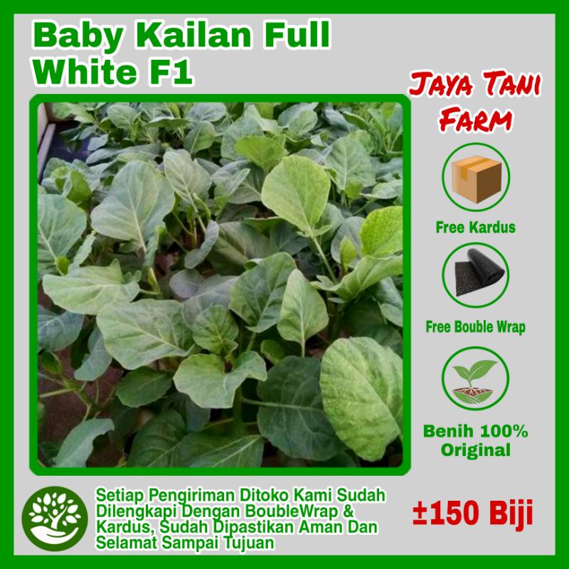 Jual 150 Biji Benih Sayuran Baby Kailan Full White Known You Seed ...