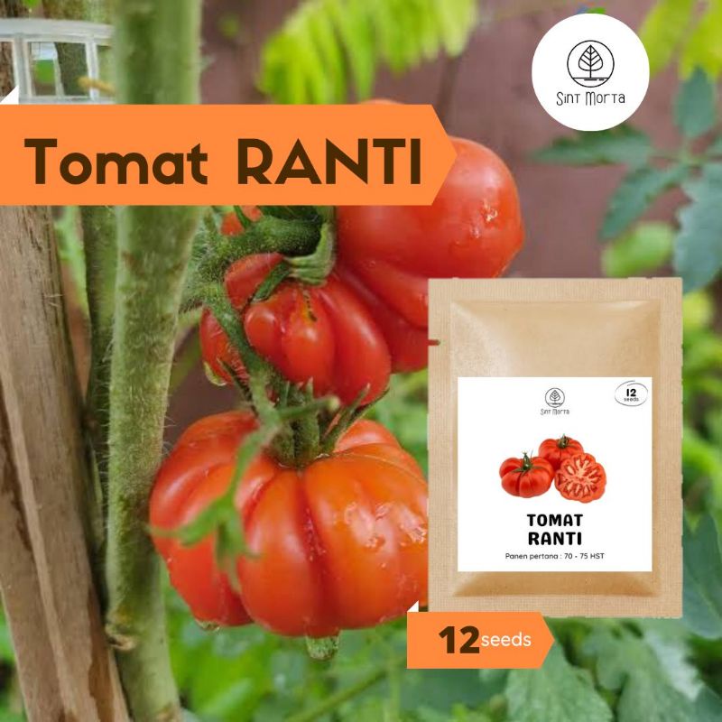 Jual Tomat Ranti 12 seeds - Benih Biji Sayur Tomat Keriting Mawar ...