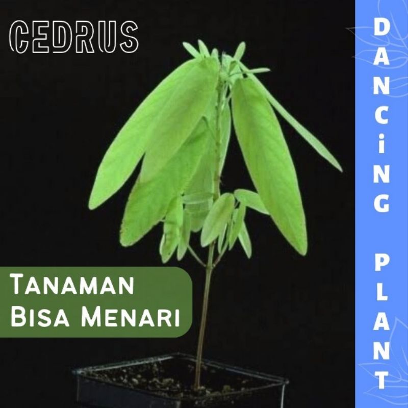 Jual Benih DANCING PLANT Desmodium Motorium - Biji Tanaman Menari ...
