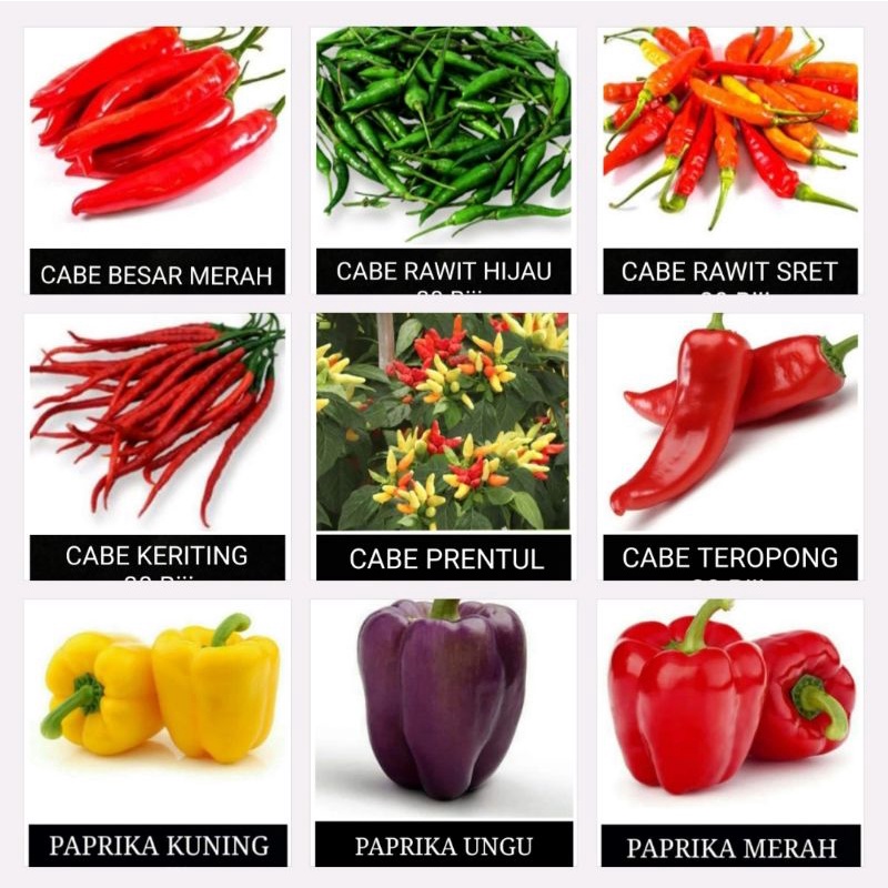 Jual Benih CABE & PAPRIKA | Shopee Indonesia