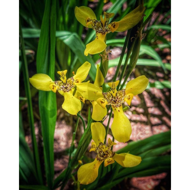 Jual Tanaman hias bunga anggrek tanah bunga kuning / bunga iris airis ...