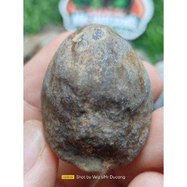 Jual MUNCANG ADU PANJANGAN JAWA PEDANG BRIMOB | Shopee Indonesia