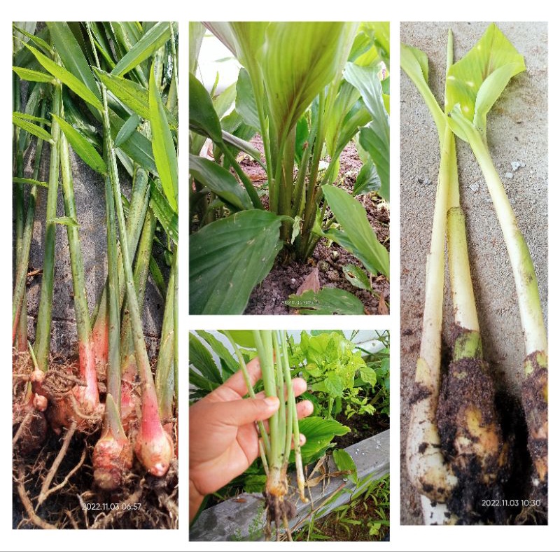 Jual Apotek hidup, jahe, kunyit, temulawak, temu putih dll | Shopee ...