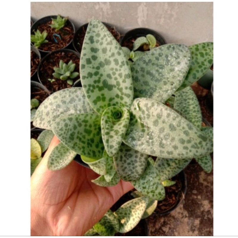 Jual tanaman lidah katak | Shopee Indonesia