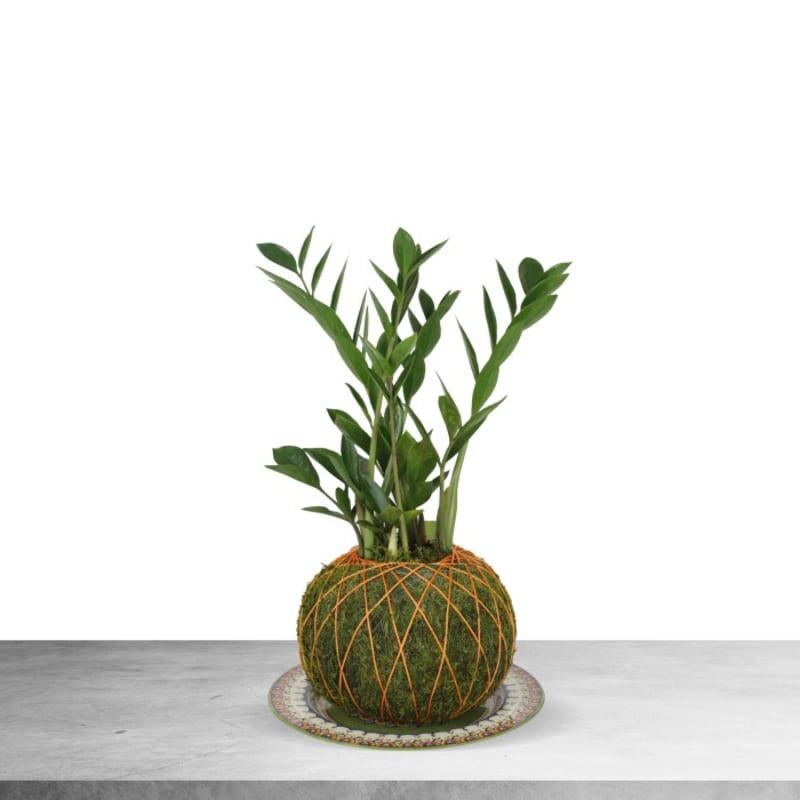 Jual Mossball - Zamioculcas Zamiifolia Zz Plant Tanaman Hias Zamia ...