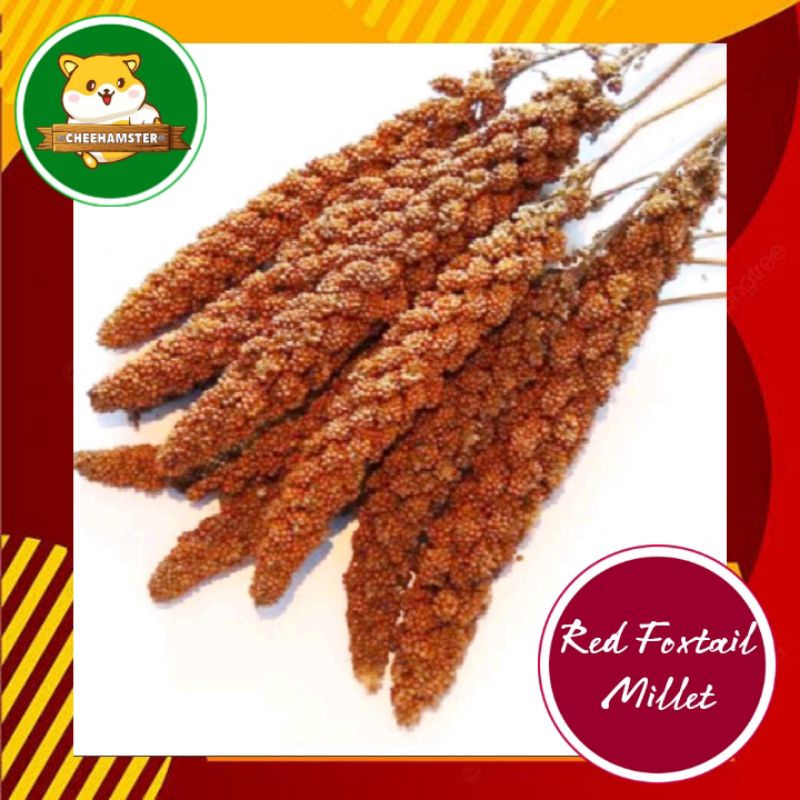 Jual Red Foxtail Millet Spray | Shopee Indonesia