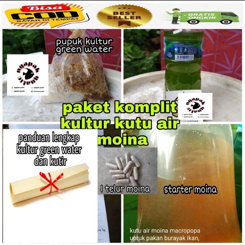 Jual paket komplit kultur kutu air moina macropopa / kutu air kecil ...